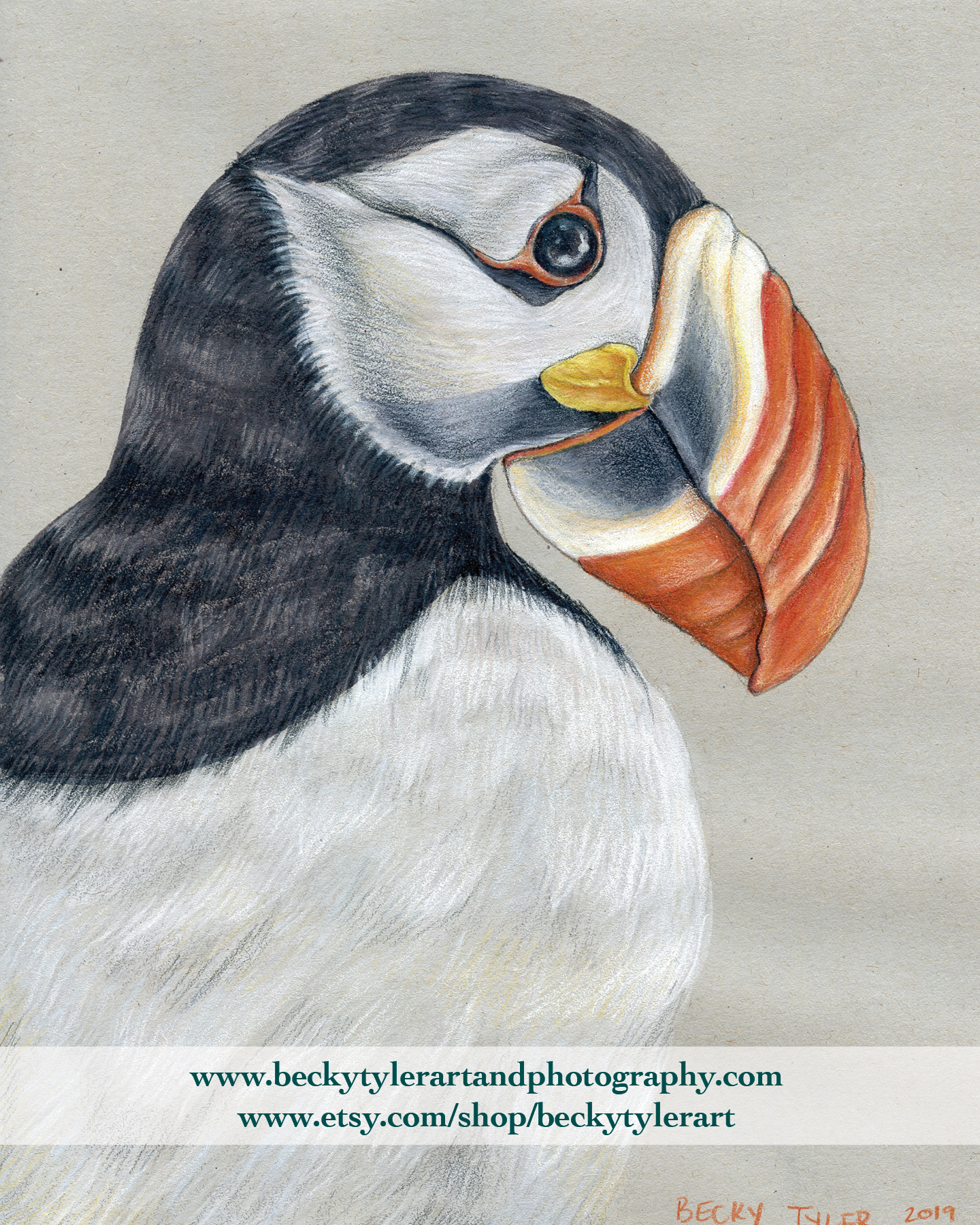Puffin, Colored Pencil & Marker – Becky Tyler Art and Photography