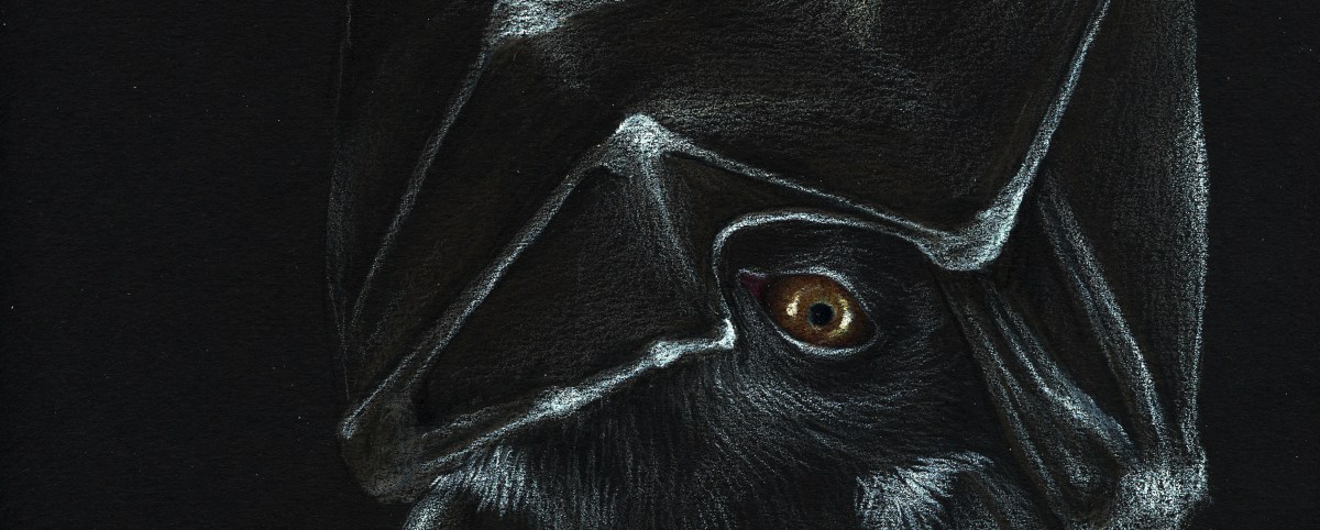 Hanging Bat, Colored Pencil on Black Paper. – Becky Tyler Art and ...