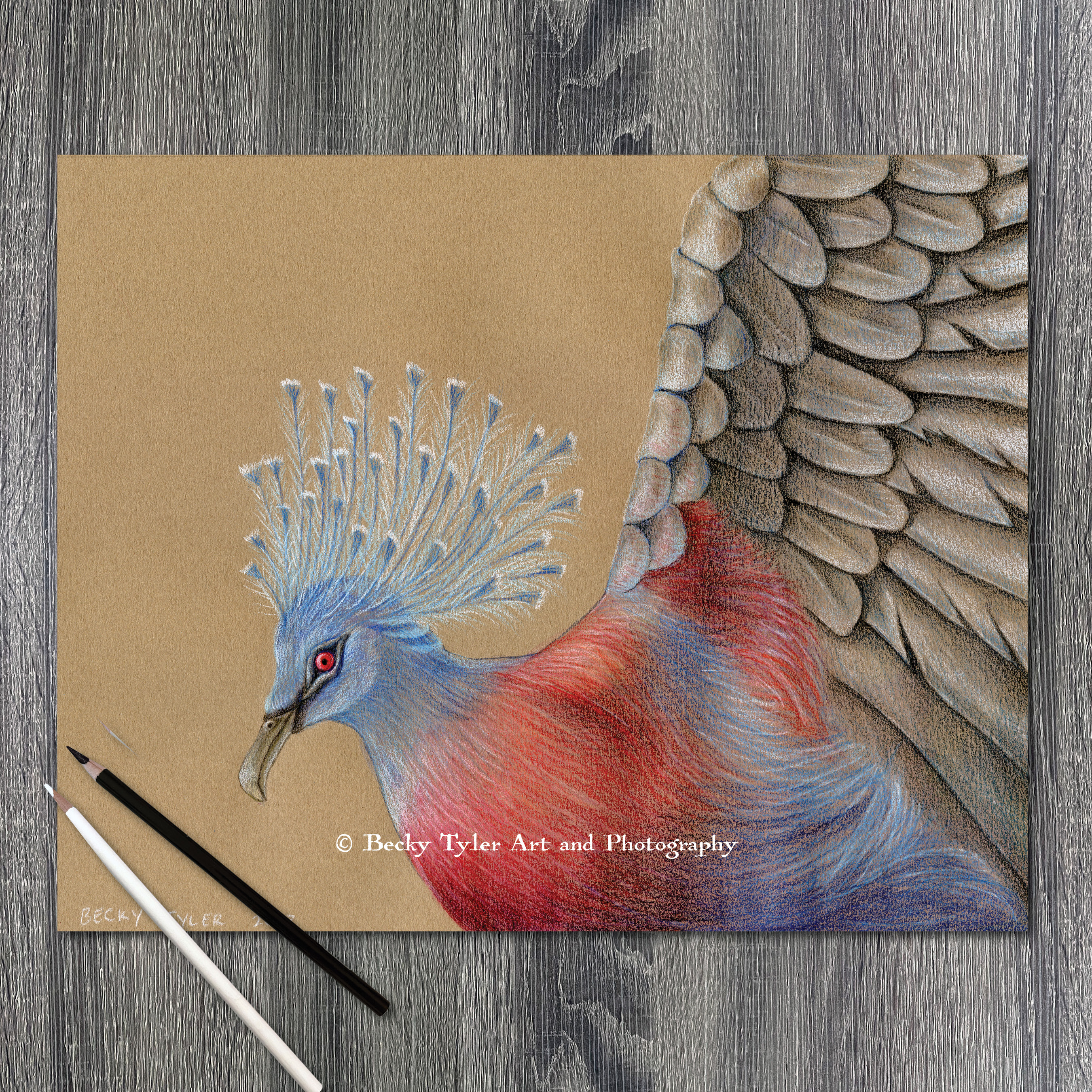 Victoria Crowned Pigeon, Colored Pencil & Watercolor – Becky Tyler Art ...