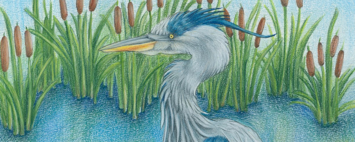 Blue Heron Original Drawing – Becky Tyler Art and Photography