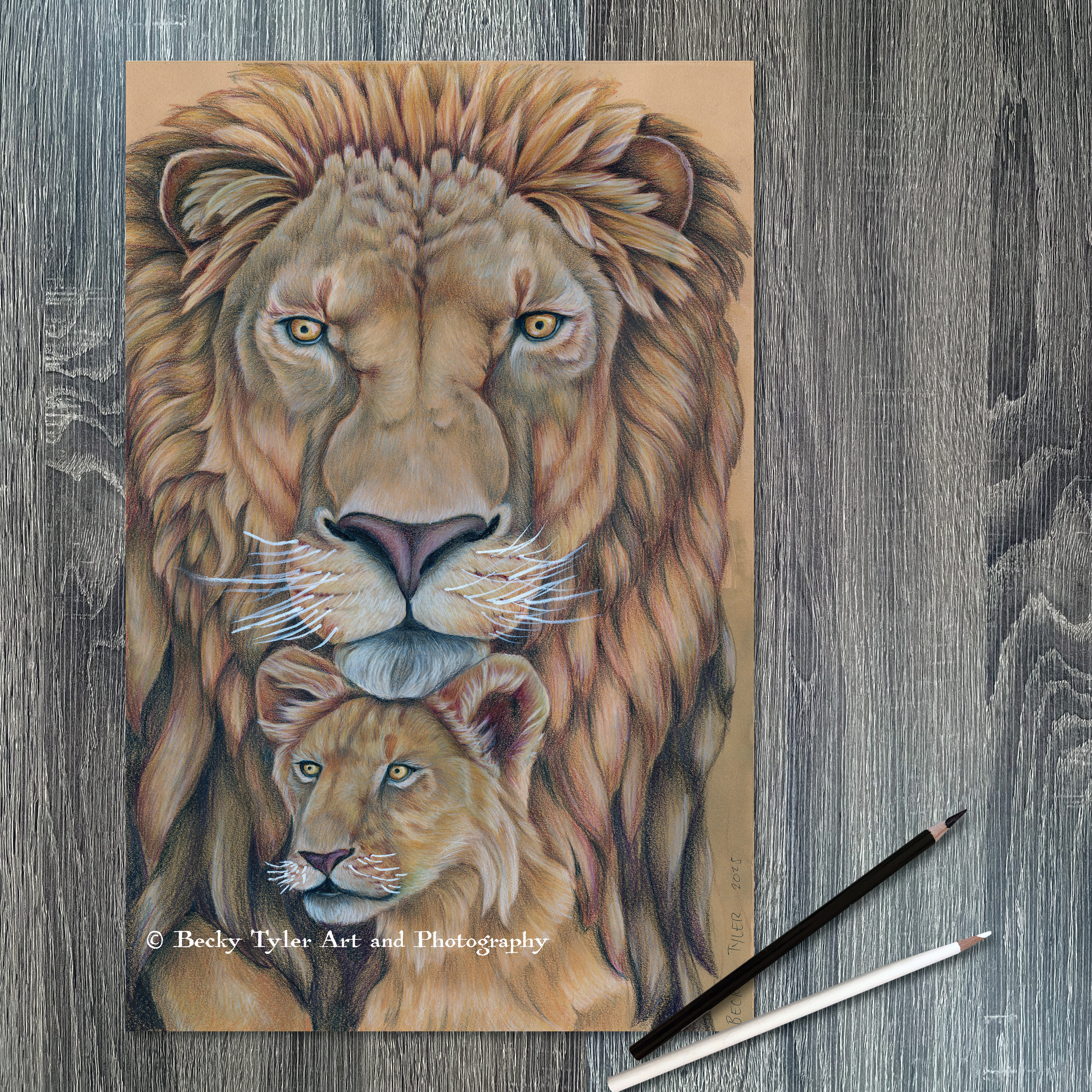 Two Lions Original Drawing – Becky Tyler Art and Photography