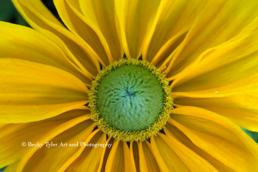 Rudbeckia, Macro Photography – Becky Tyler Art and Photography