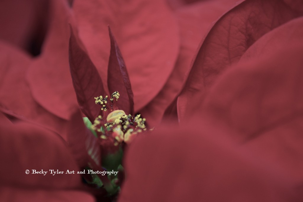Poinsettia, Macro Photography – Becky Tyler Art and Photography