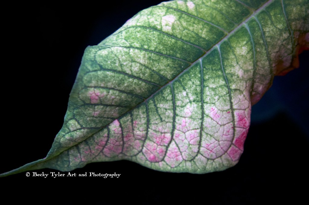 Poinsettia Leaf, Macro Photography – Becky Tyler Art and Photography
