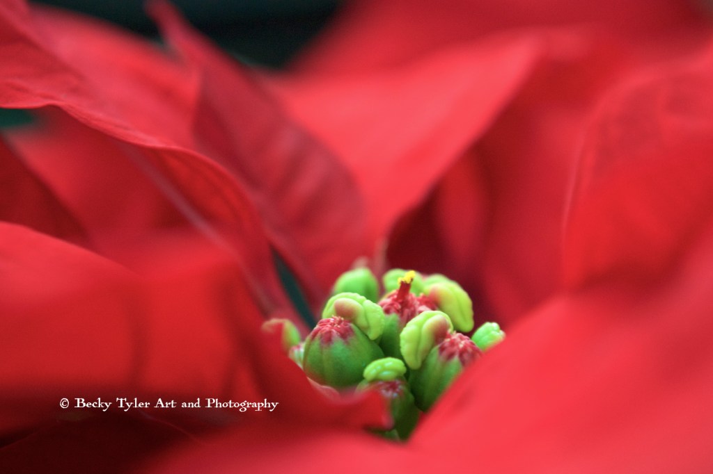 Poinsettia, Macro Photography – Becky Tyler Art and Photography